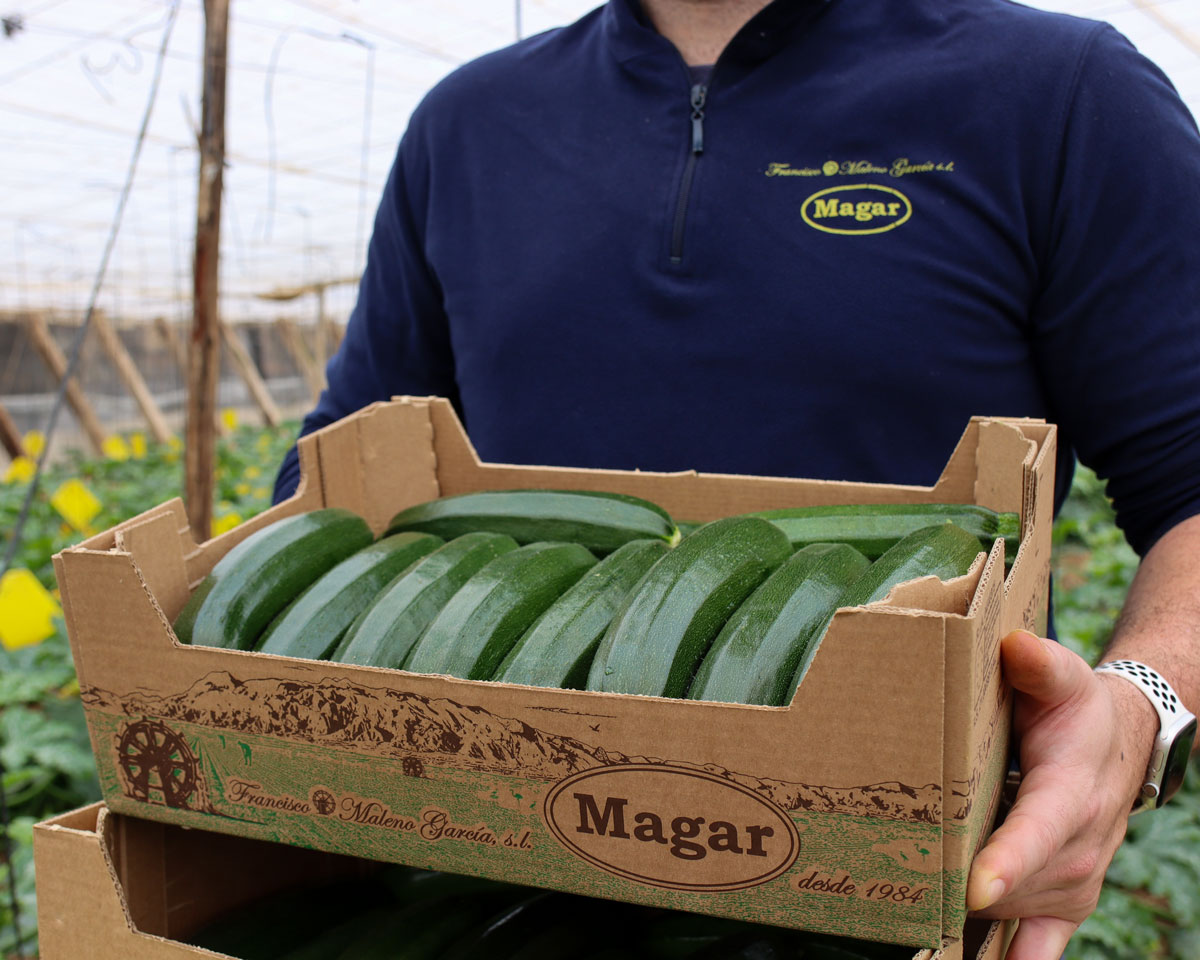 Cómo saber si un calabacín está maduro